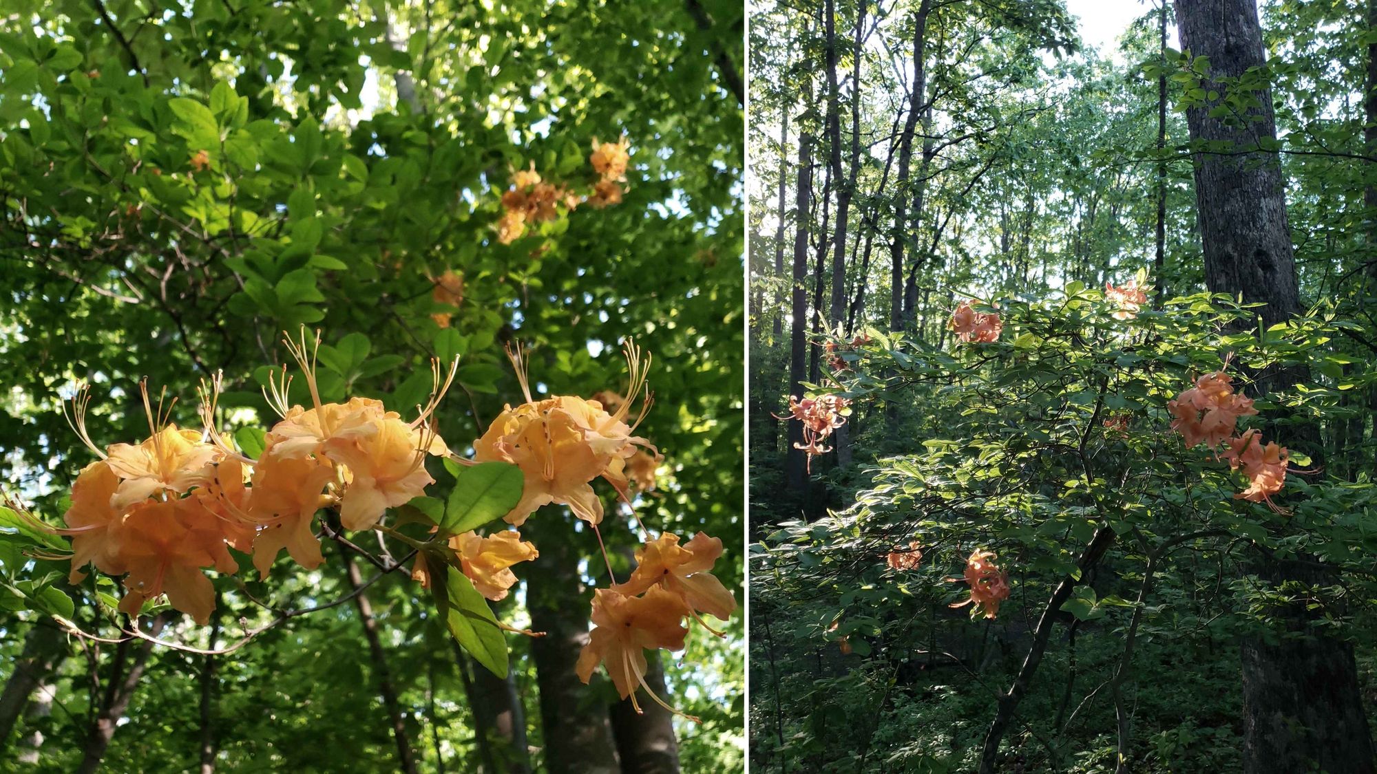 Strand Farm | Grow Independent Together