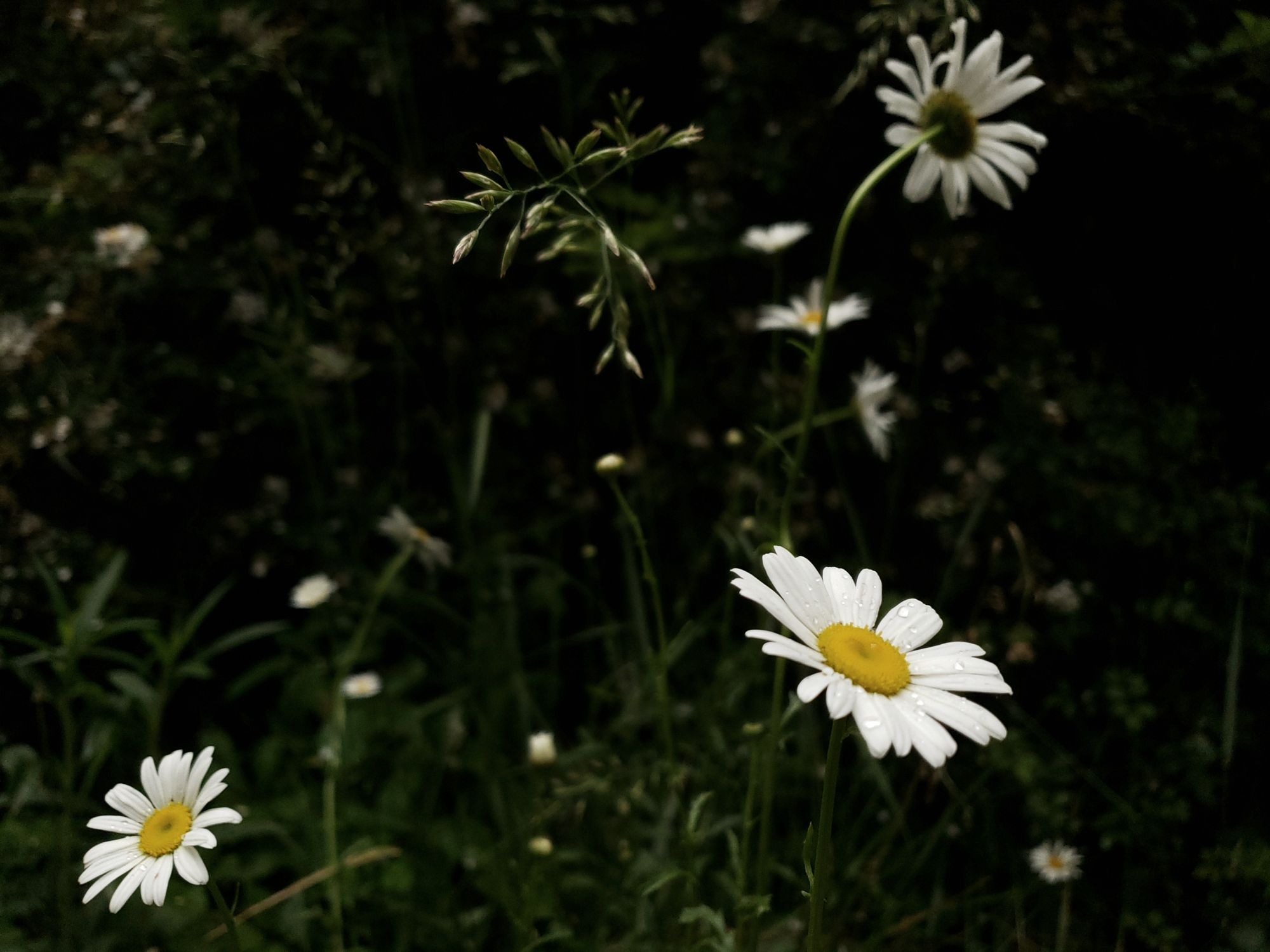 Strand Farm | Grow Independent Together