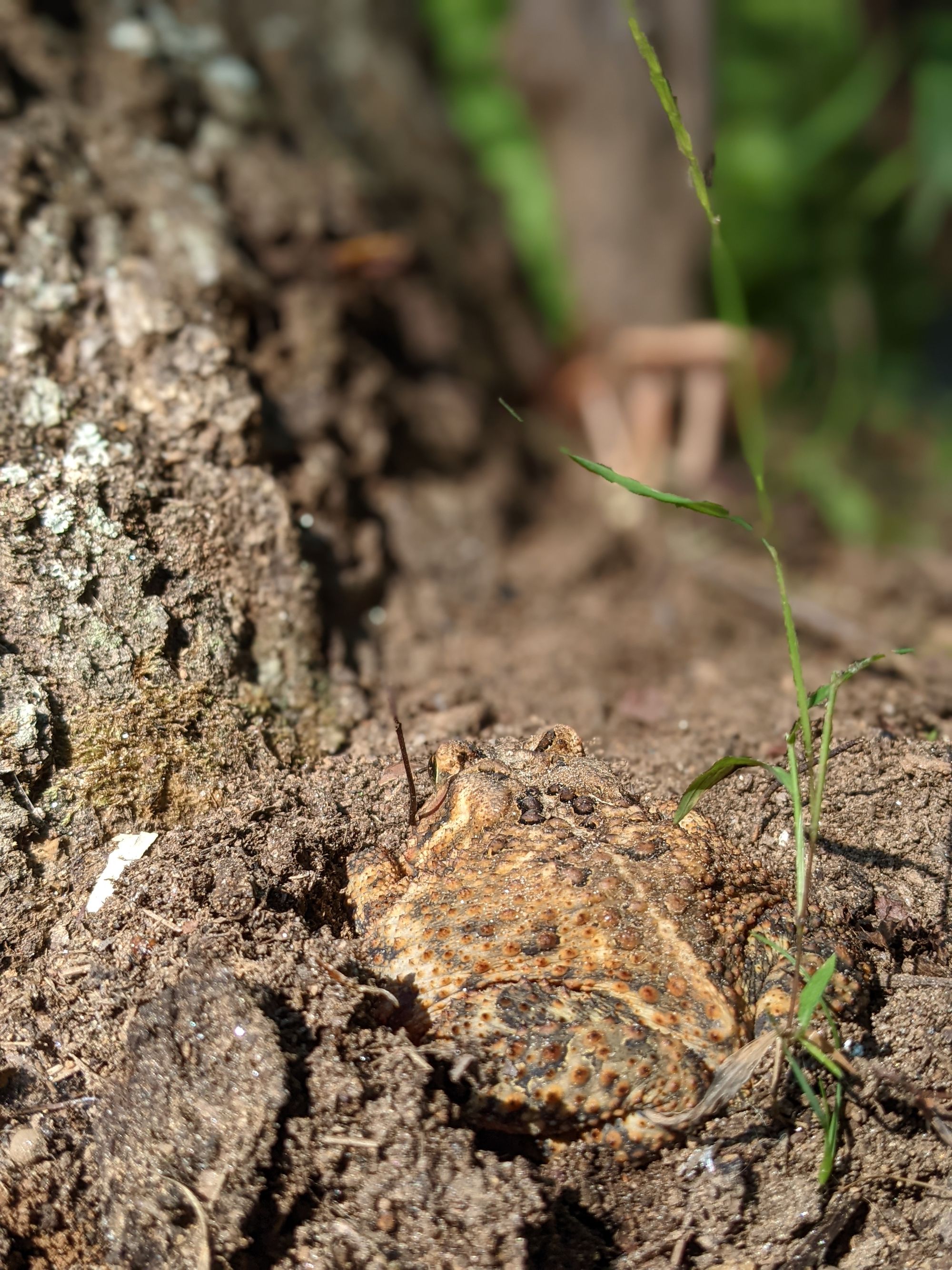 Strand Farm | Grow Independent Together