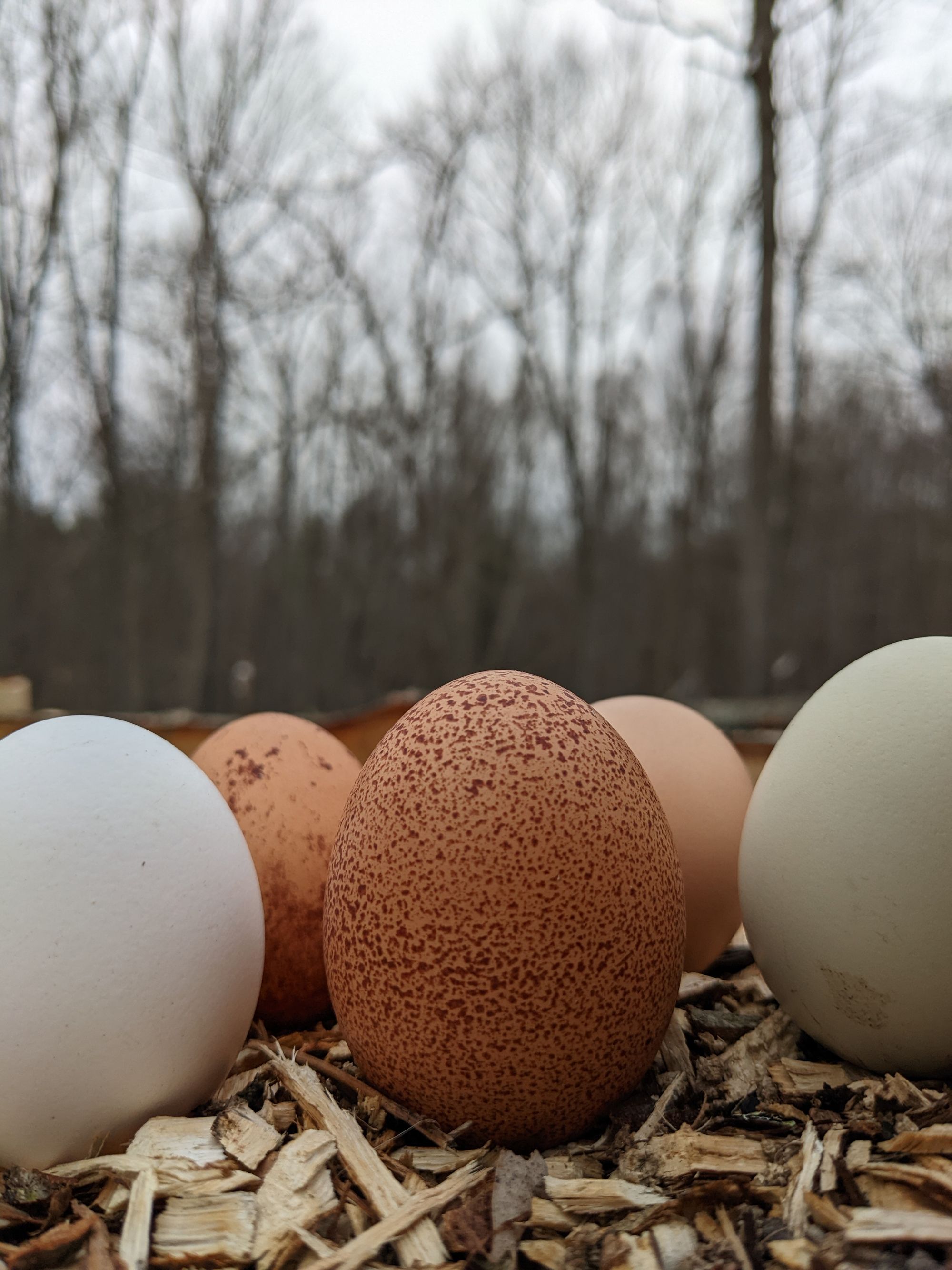 Strand Farm | Mindset: Great Eggspectations