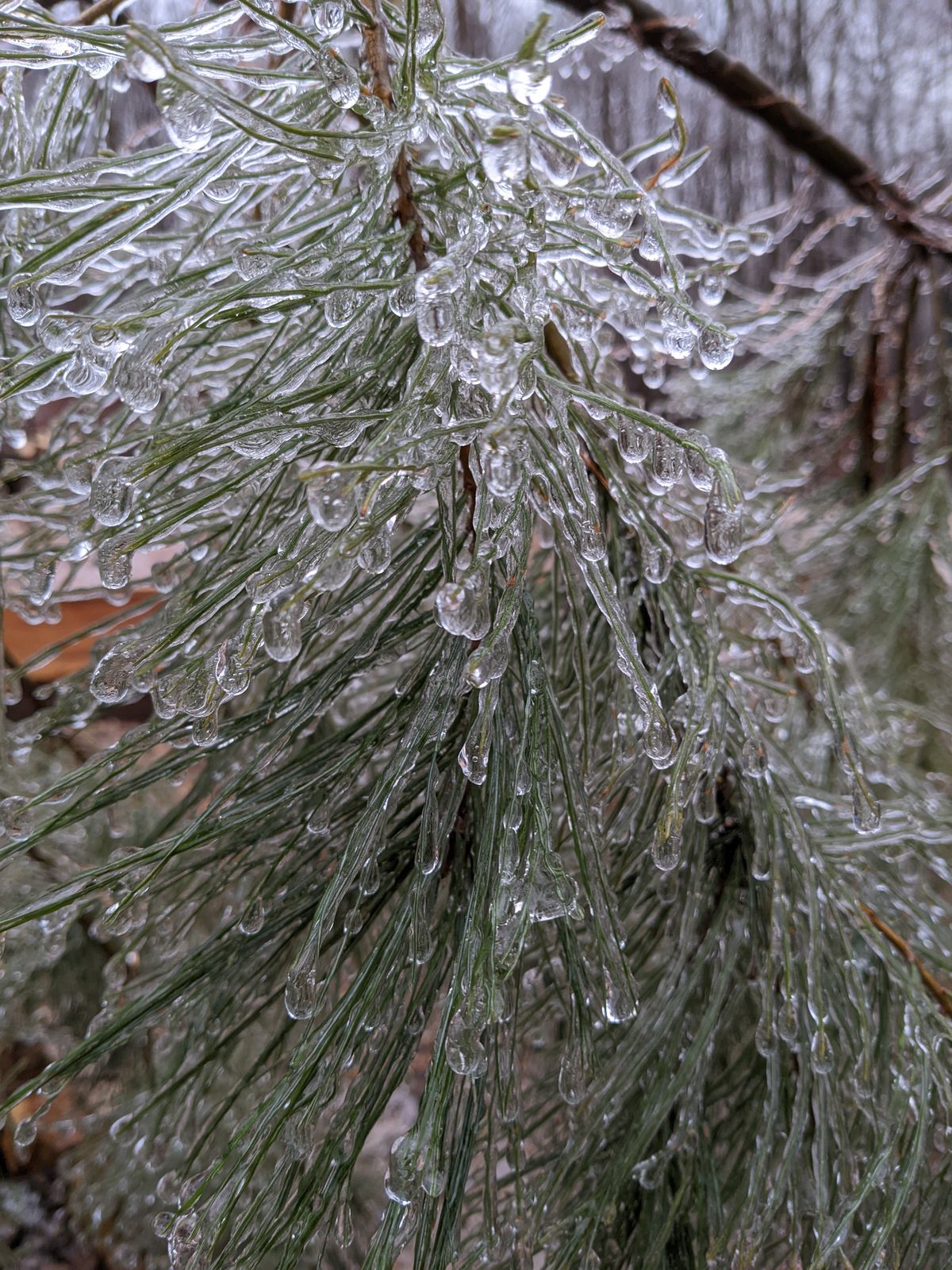 Strand Farm | Article | Flex Like a Tree